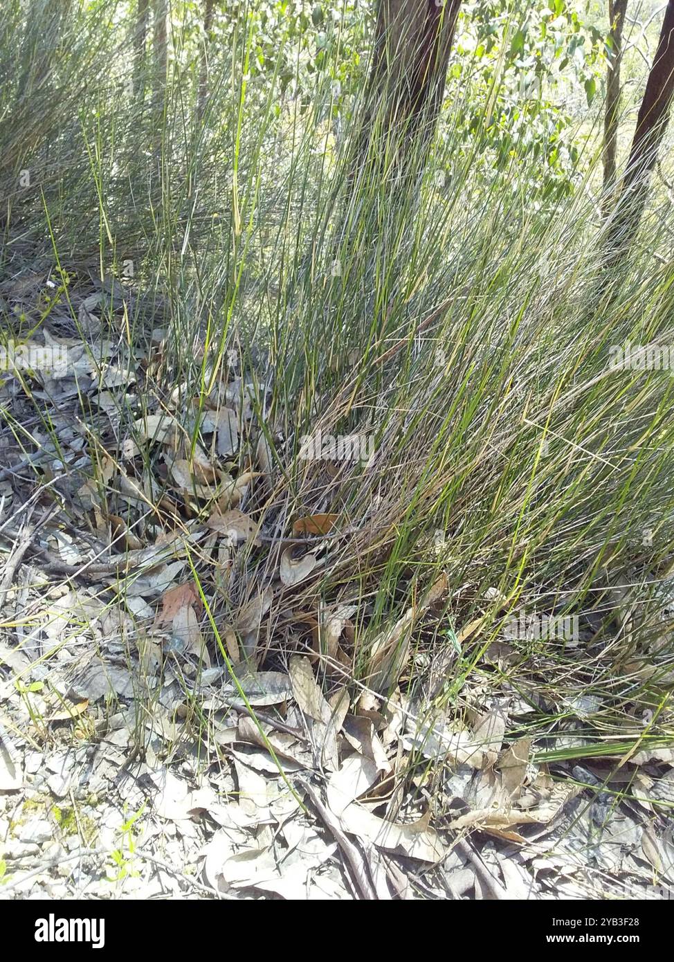 wiry spear-grass (Austrostipa muelleri) Plantae Stock Photo - Alamy