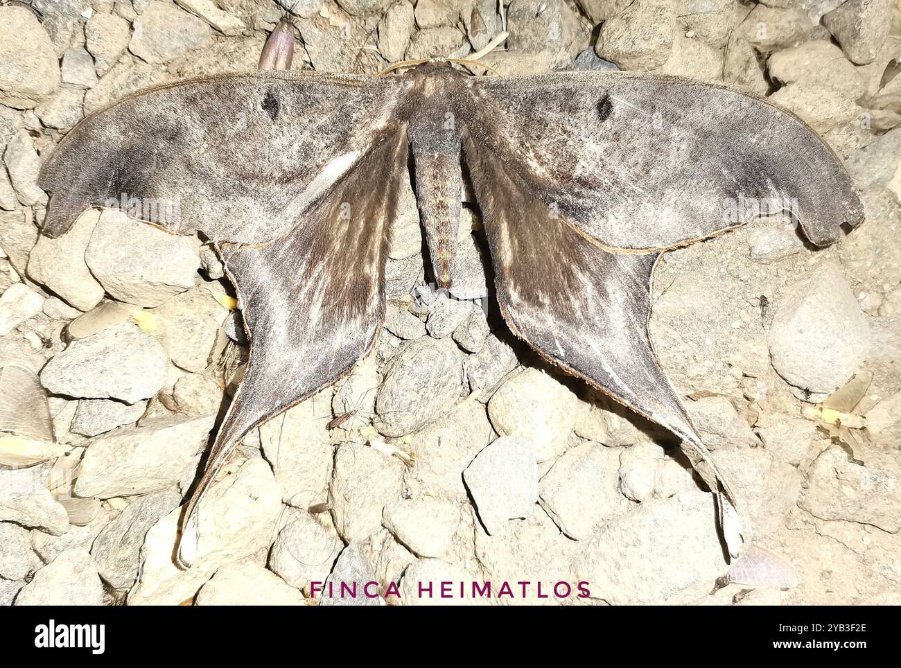 Nycteris hi-res stock photography and images - Alamy