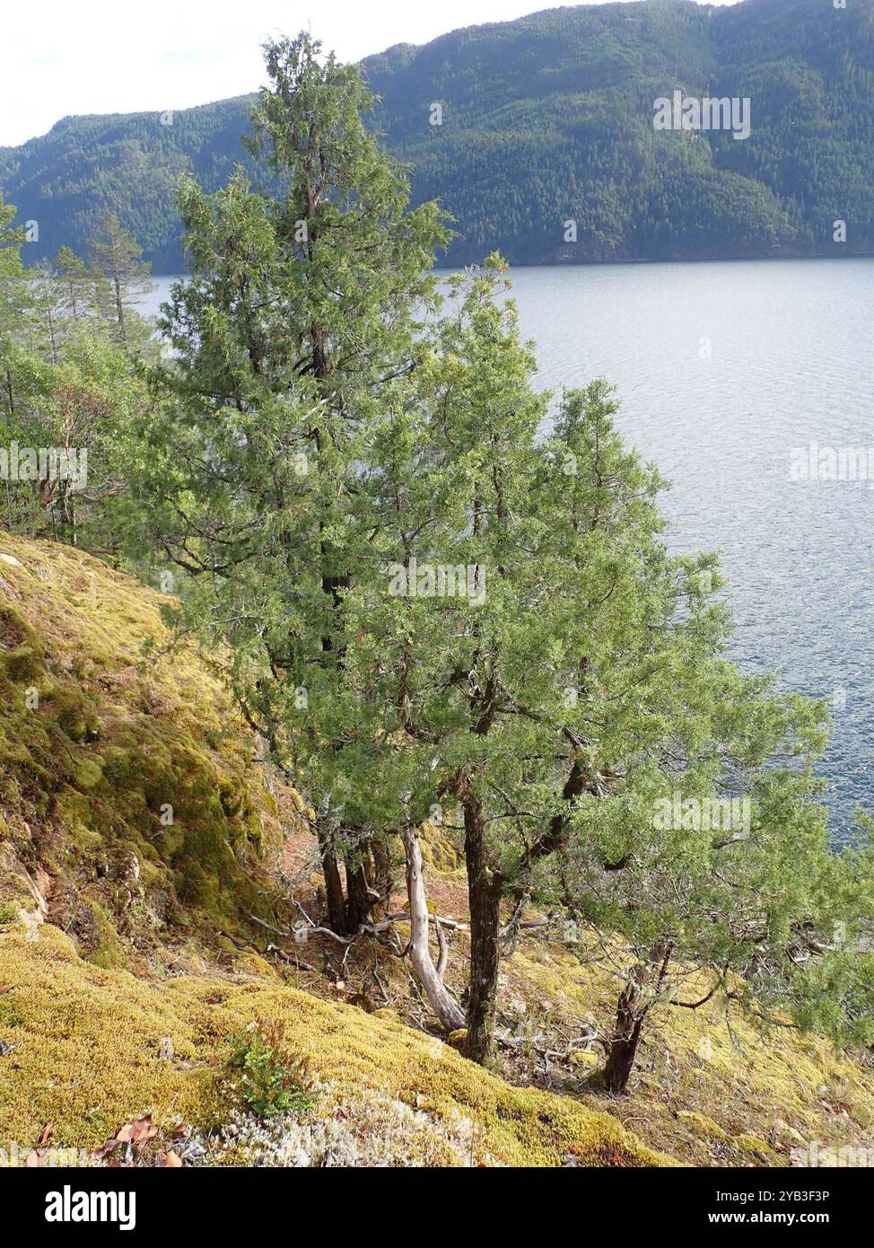 Seaside Juniper (Juniperus maritima) Plantae Stock Photo - Alamy