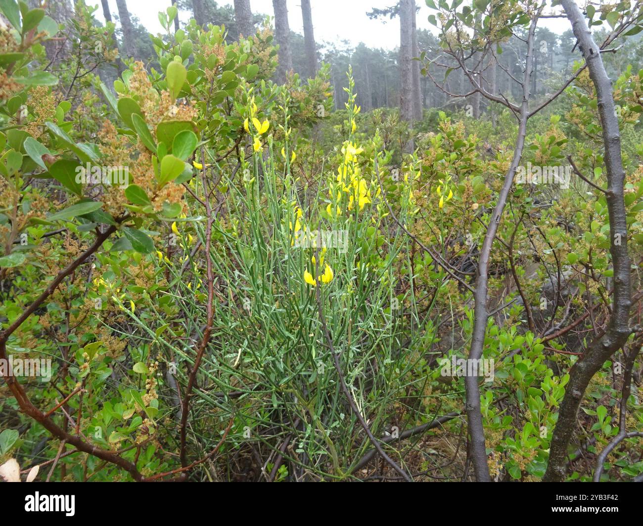 Spanish Broom (Spartium junceum) Plantae Stock Photo - Alamy