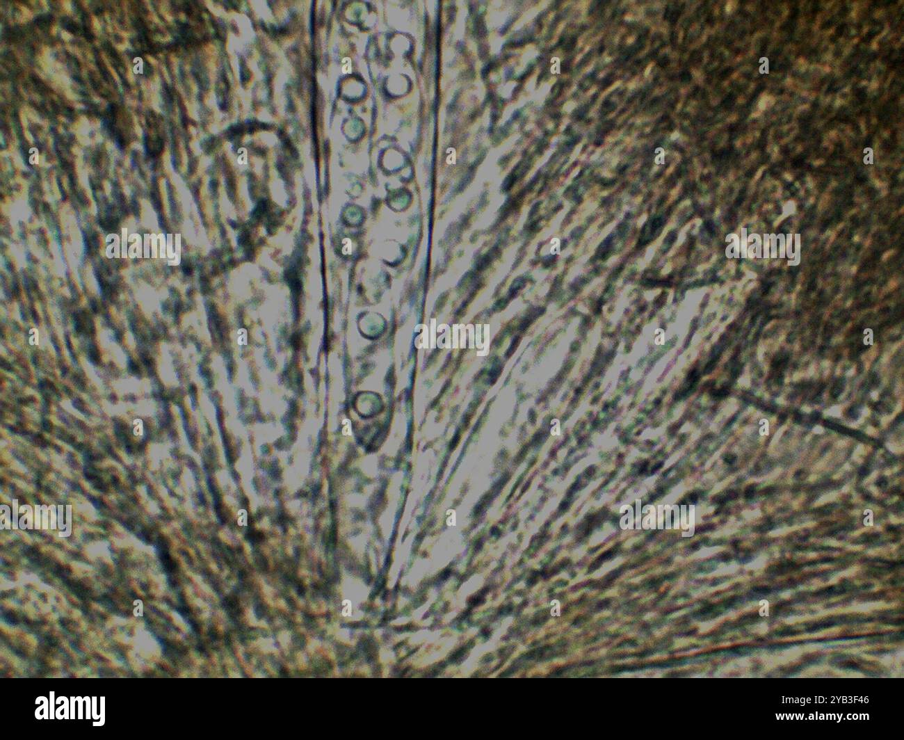 (Propolis farinosa) Fungi Stock Photo - Alamy