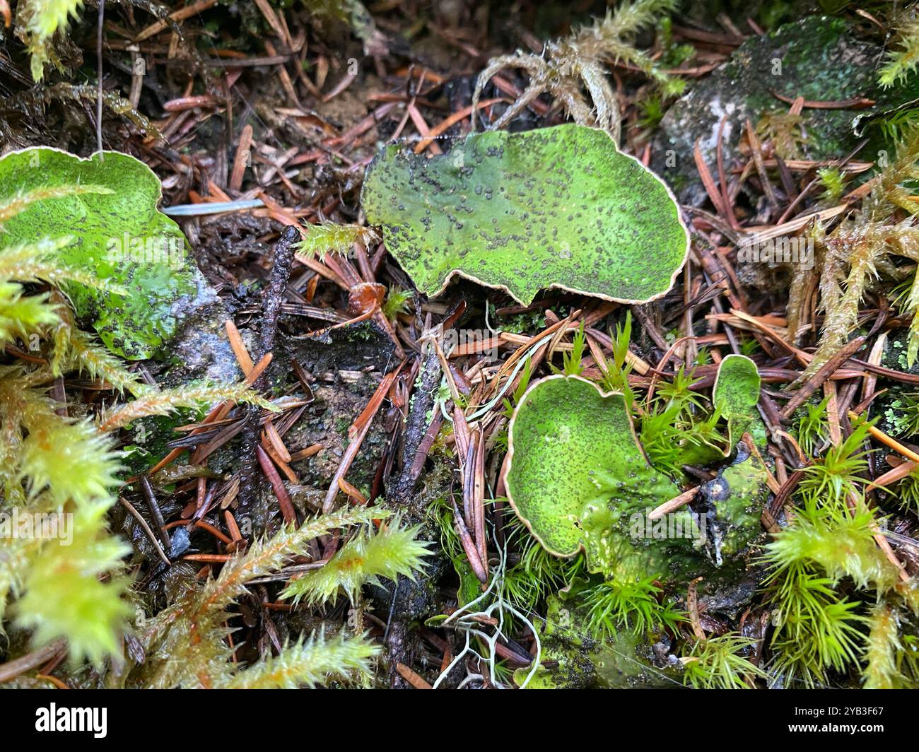 freckled pelt lichen (Peltigera aphthosa) Fungi Stock Photo - Alamy