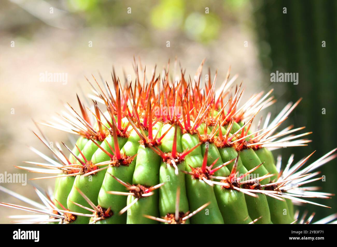 Cactus Sanctuary/Santuario del Cactus Stock Photo - Alamy