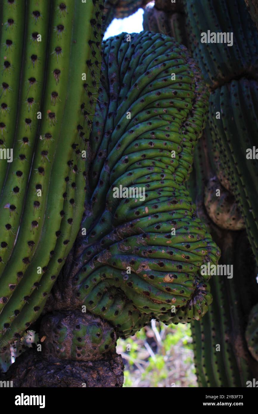 Cactus Sanctuary/Santuario del Cactus Stock Photo - Alamy
