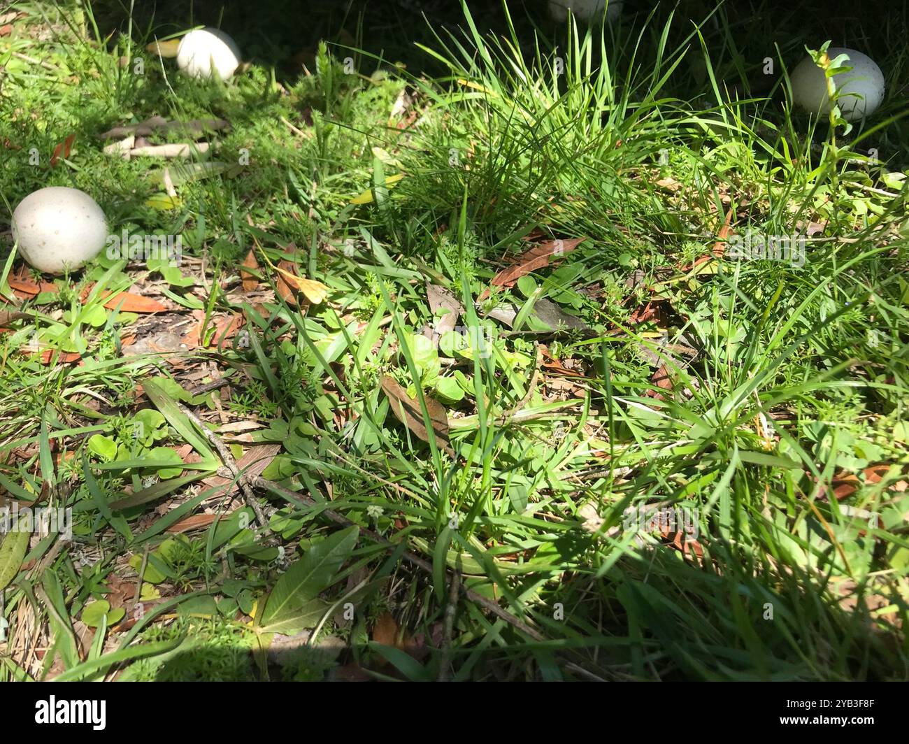 puffballs (Lycoperdaceae) Fungi Stock Photo - Alamy