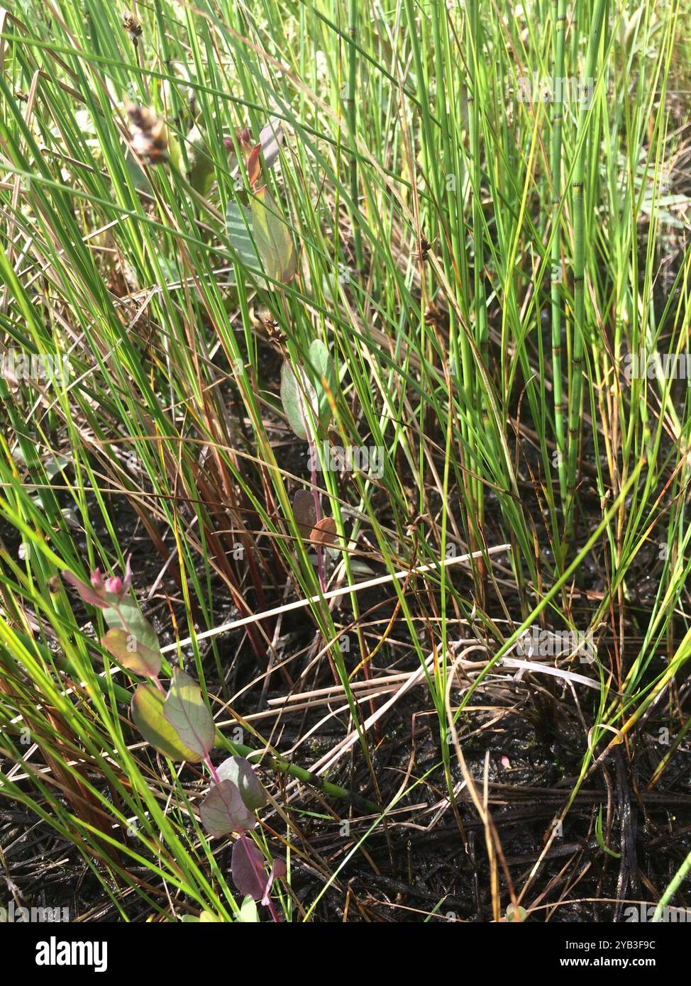 creeping sedge (Carex chordorrhiza) Plantae Stock Photo - Alamy