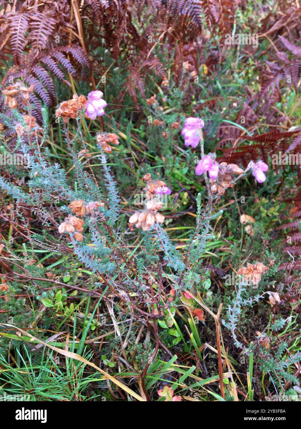 Cross-leaved Heath (Erica tetralix) Plantae Stock Photo - Alamy