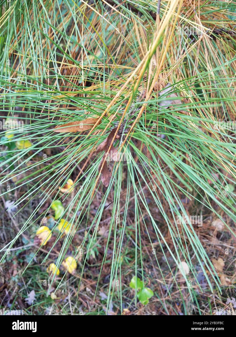 loblolly pine (Pinus taeda) Plantae Stock Photo - Alamy