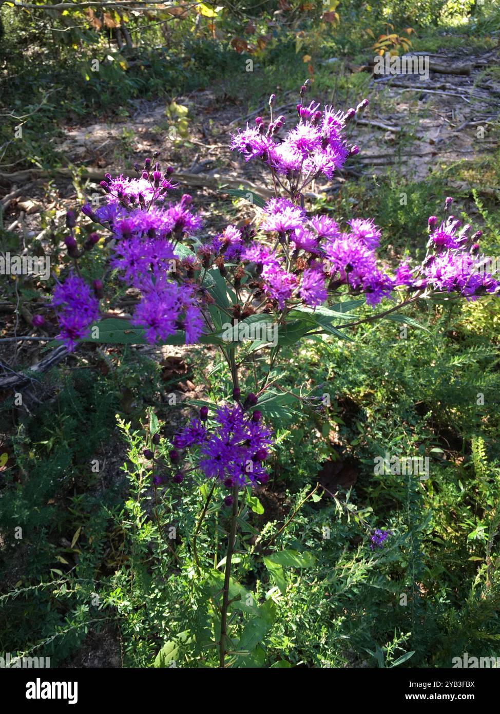 Tall Ironweed (Vernonia gigantea) Plantae Stock Photo - Alamy