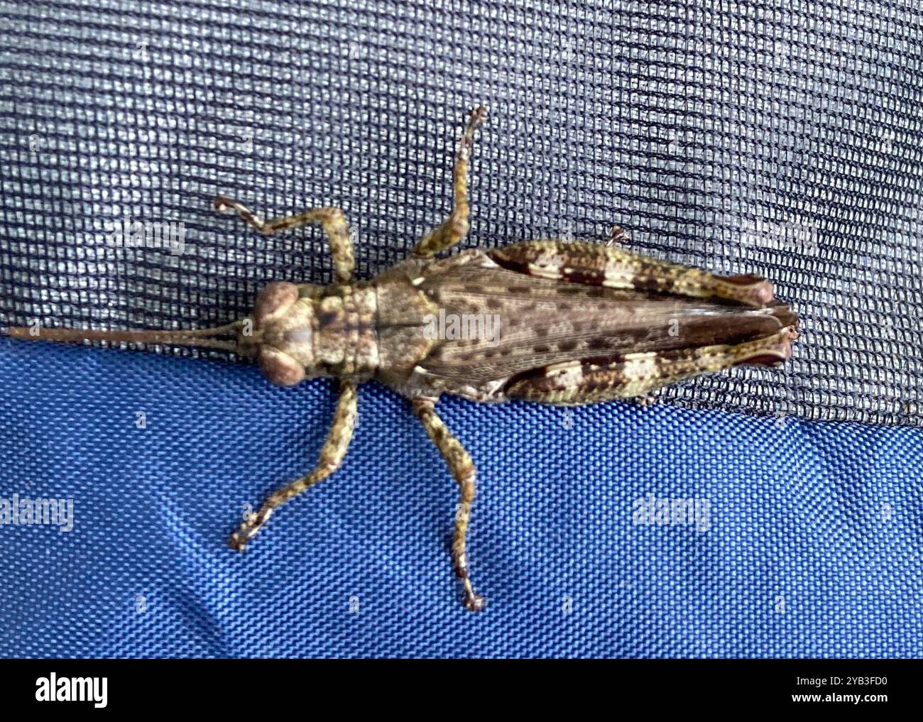 Pine tree Spur-throat Grasshopper (Melanoplus punctulatus) Insecta ...
