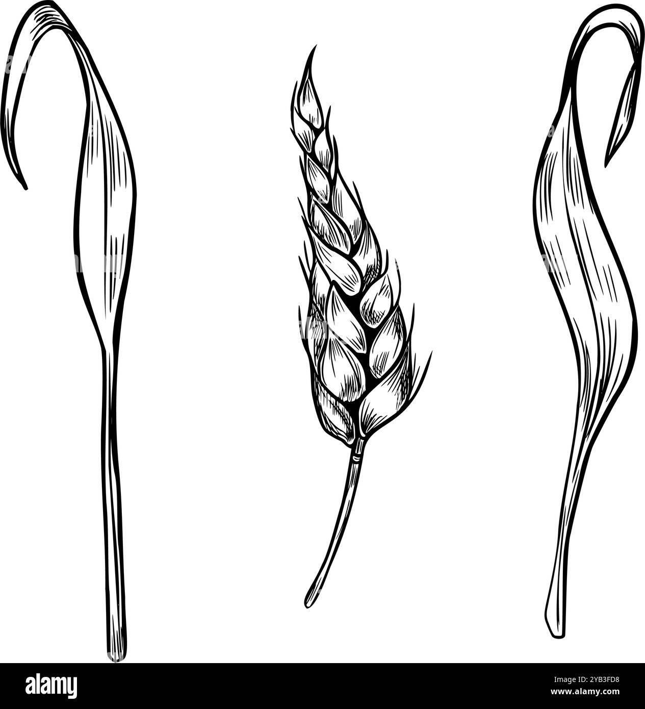 Dried straw Black and White Stock Photos & Images - Alamy