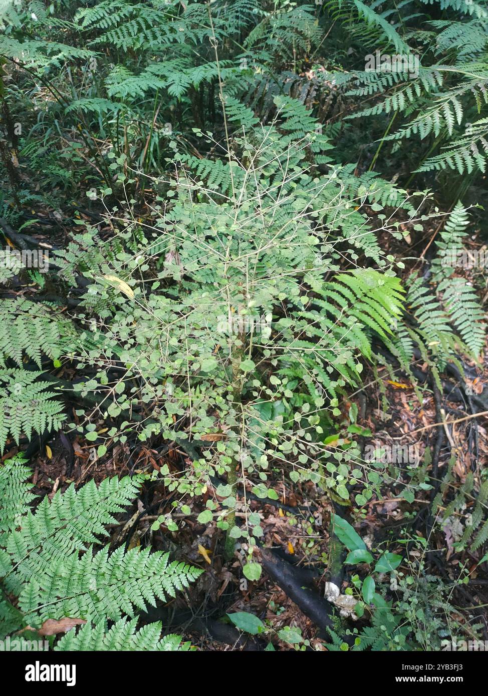 thin leaved coprosma (Coprosma areolata) Plantae Stock Photo - Alamy