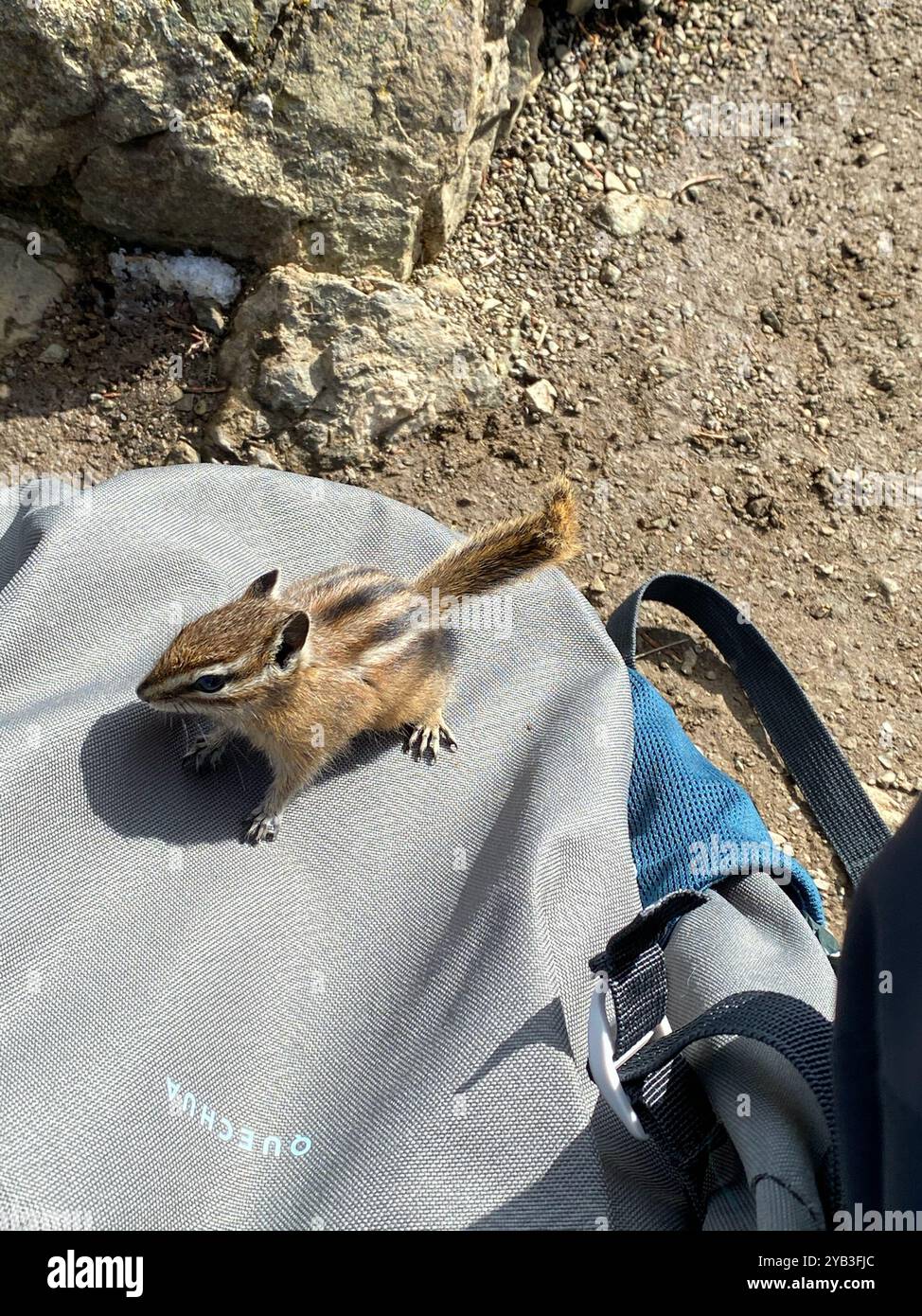 Yellow-pine Chipmunk (Neotamias amoenus) Mammalia Stock Photo - Alamy