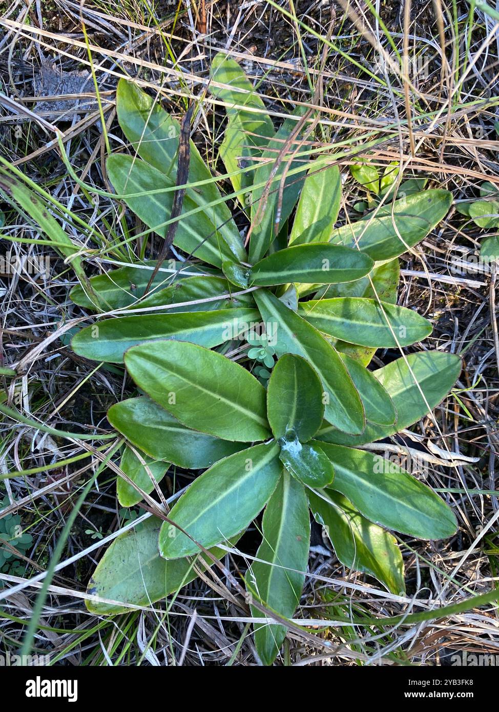 Pineland Daisy (Chaptalia tomentosa) Plantae Stock Photo - Alamy