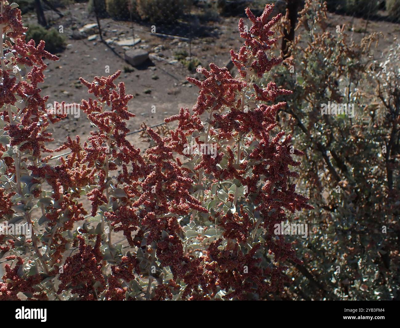 Old Man Saltbush (Atriplex nummularia nummularia) Plantae Stock Photo ...