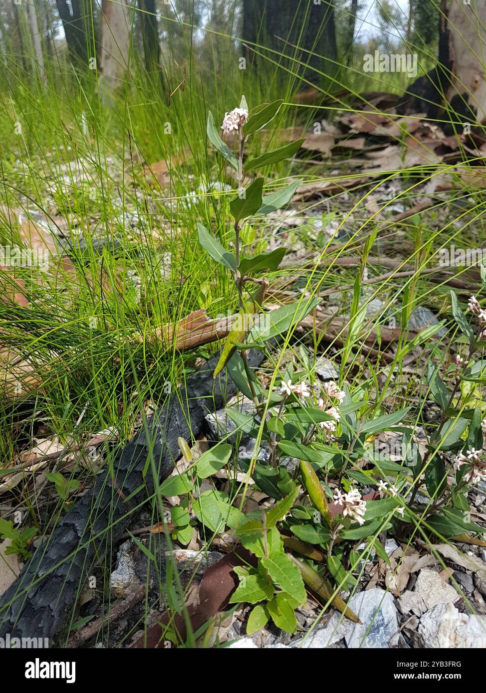 Scented Marsdenia (Leichhardtia suaveolens) Plantae Stock Photo - Alamy