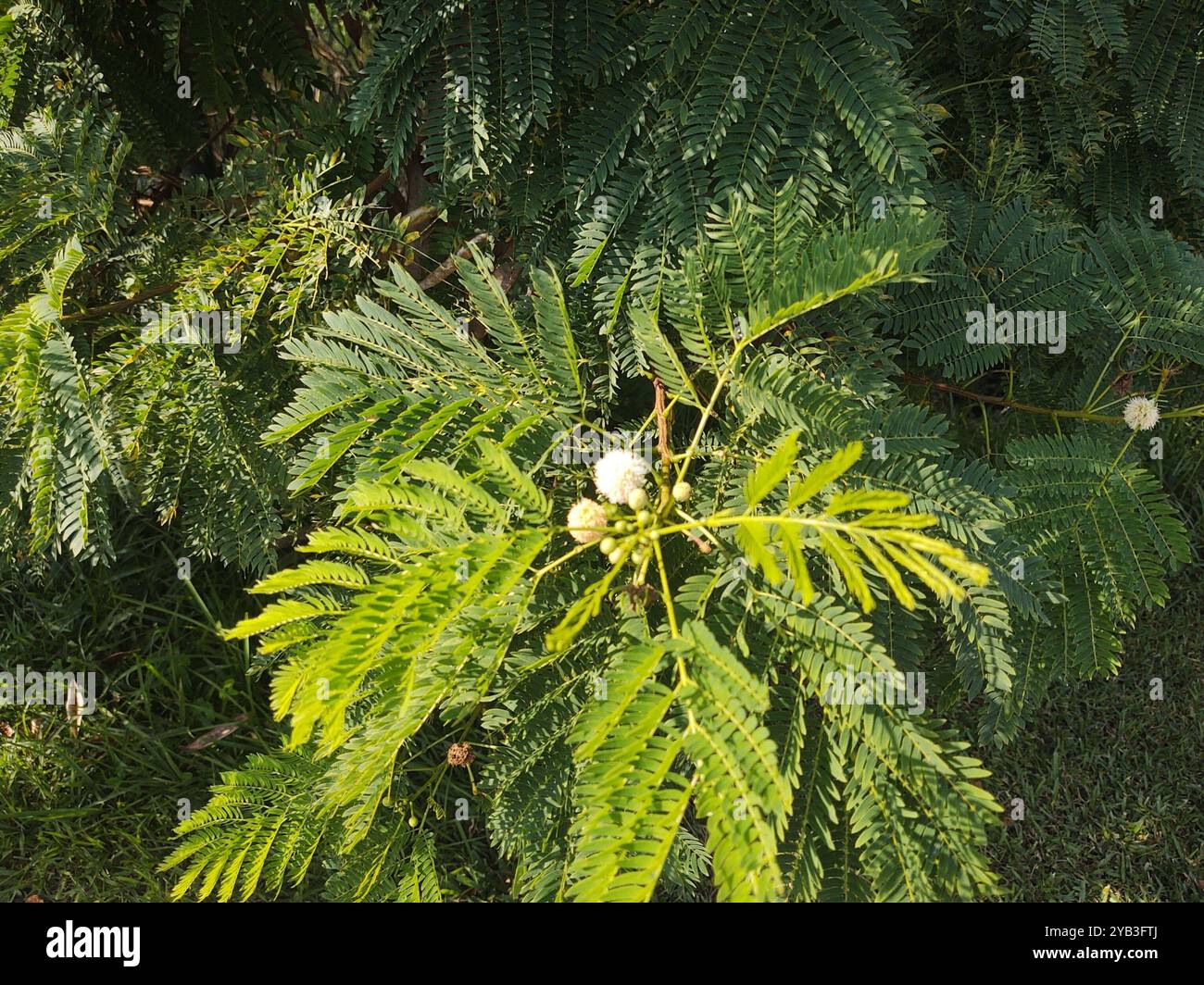 White leadtree (Leucaena leucocephala) Plantae Stock Photo - Alamy