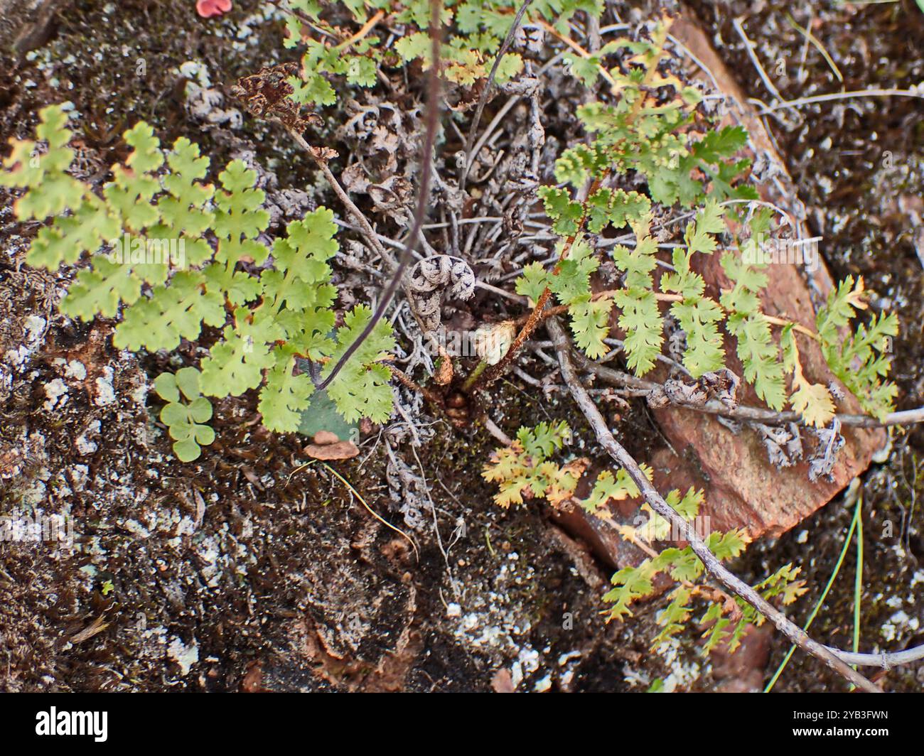 Scented Fern (Anemia caffrorum) Plantae Stock Photo - Alamy