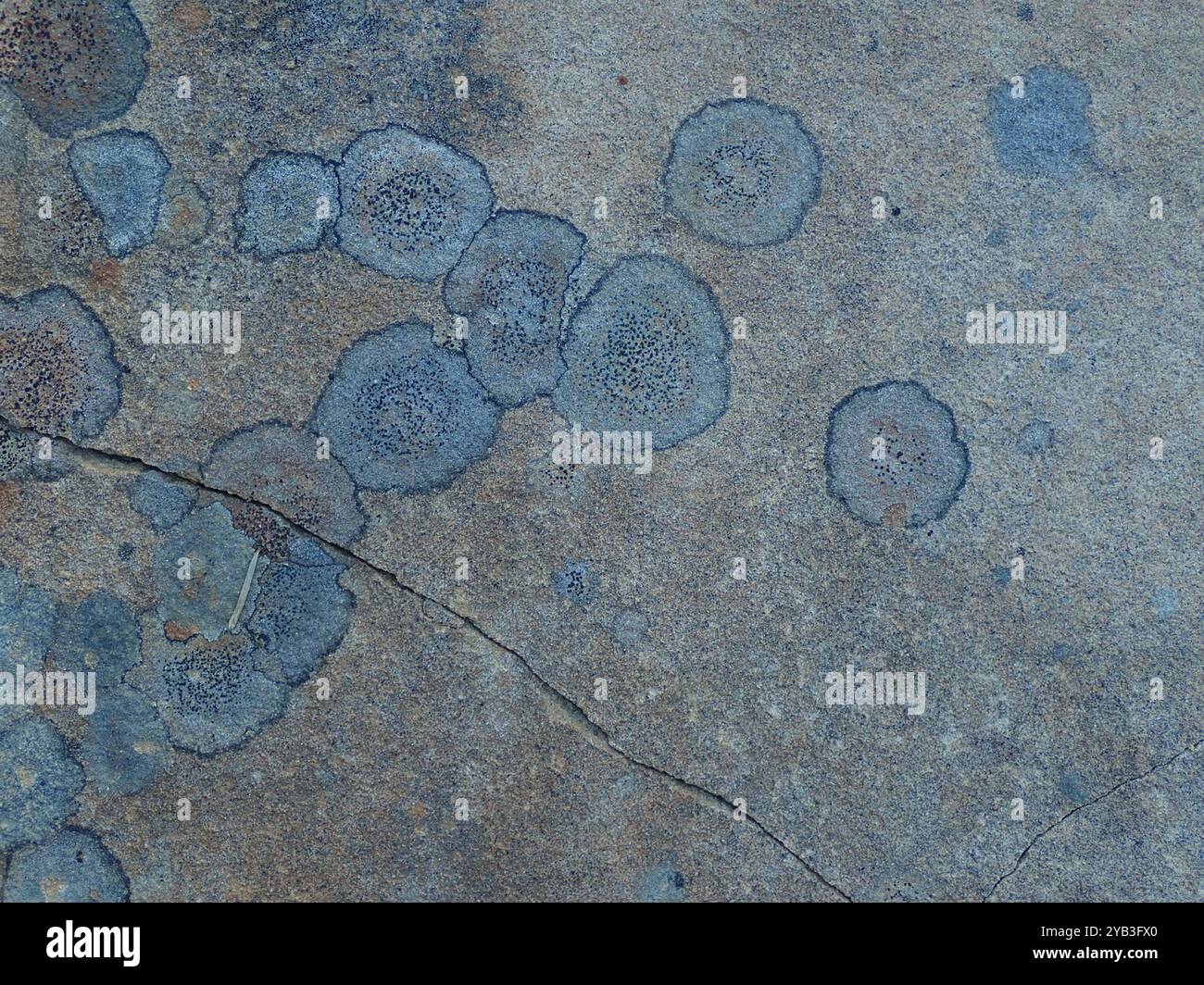 concentric boulder lichen (Porpidia crustulata) Fungi Stock Photo - Alamy