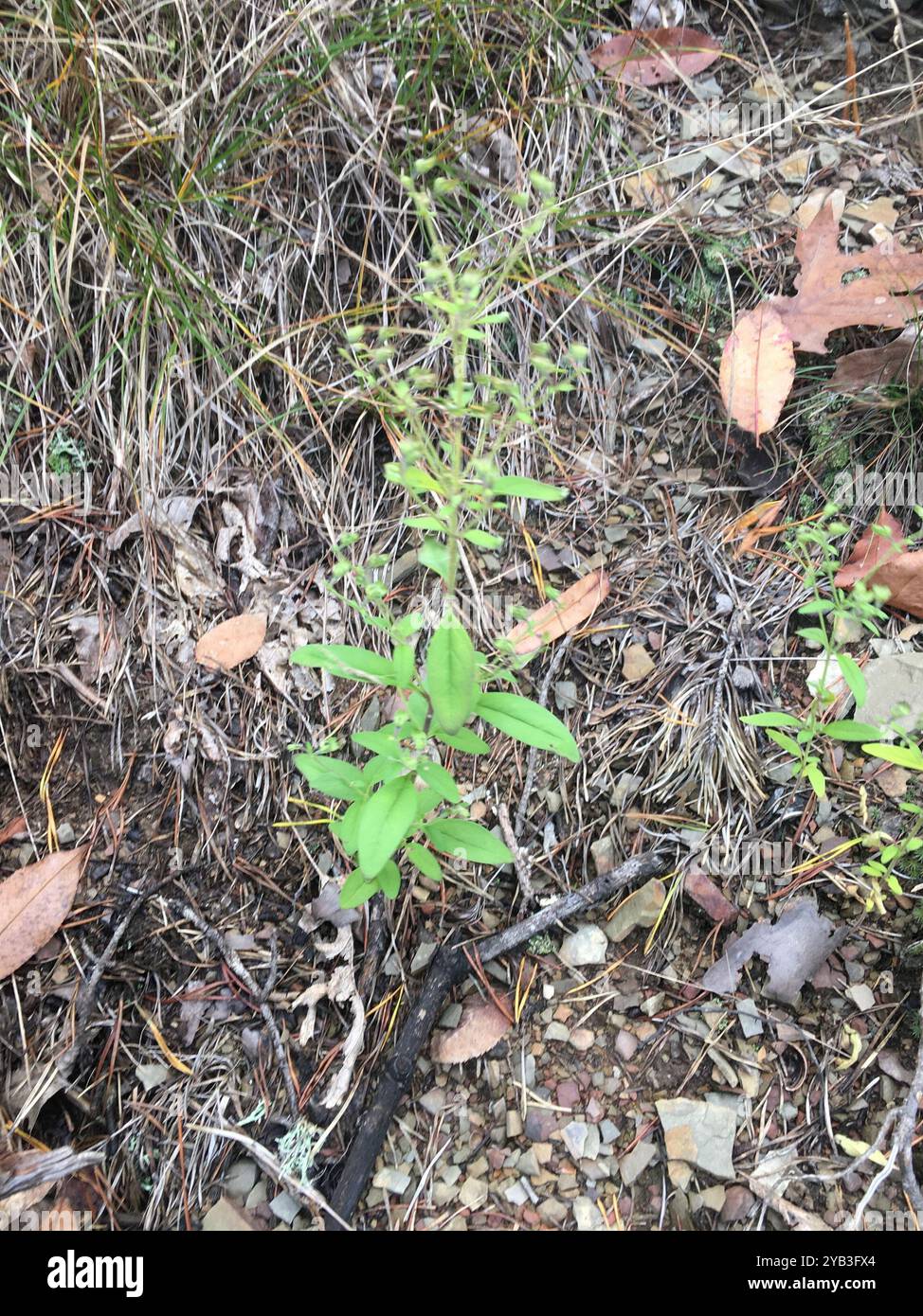 Blue Curls (Trichostema dichotomum) Plantae Stock Photo - Alamy