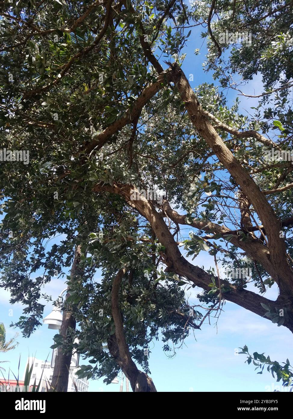 Silver Buttonwood (Conocarpus erectus sericeus) Plantae Stock Photo - Alamy