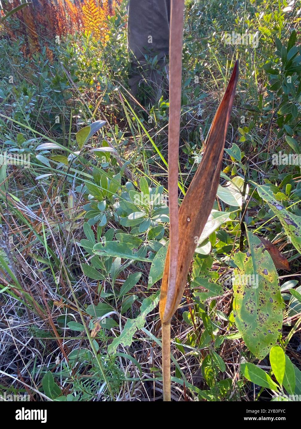 large spreading pogonia (Cleistesiopsis divaricata) Plantae Stock Photo ...