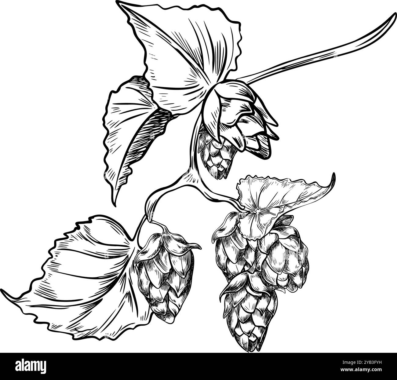 Hop cones on branch with leaves black white vector illustration ...