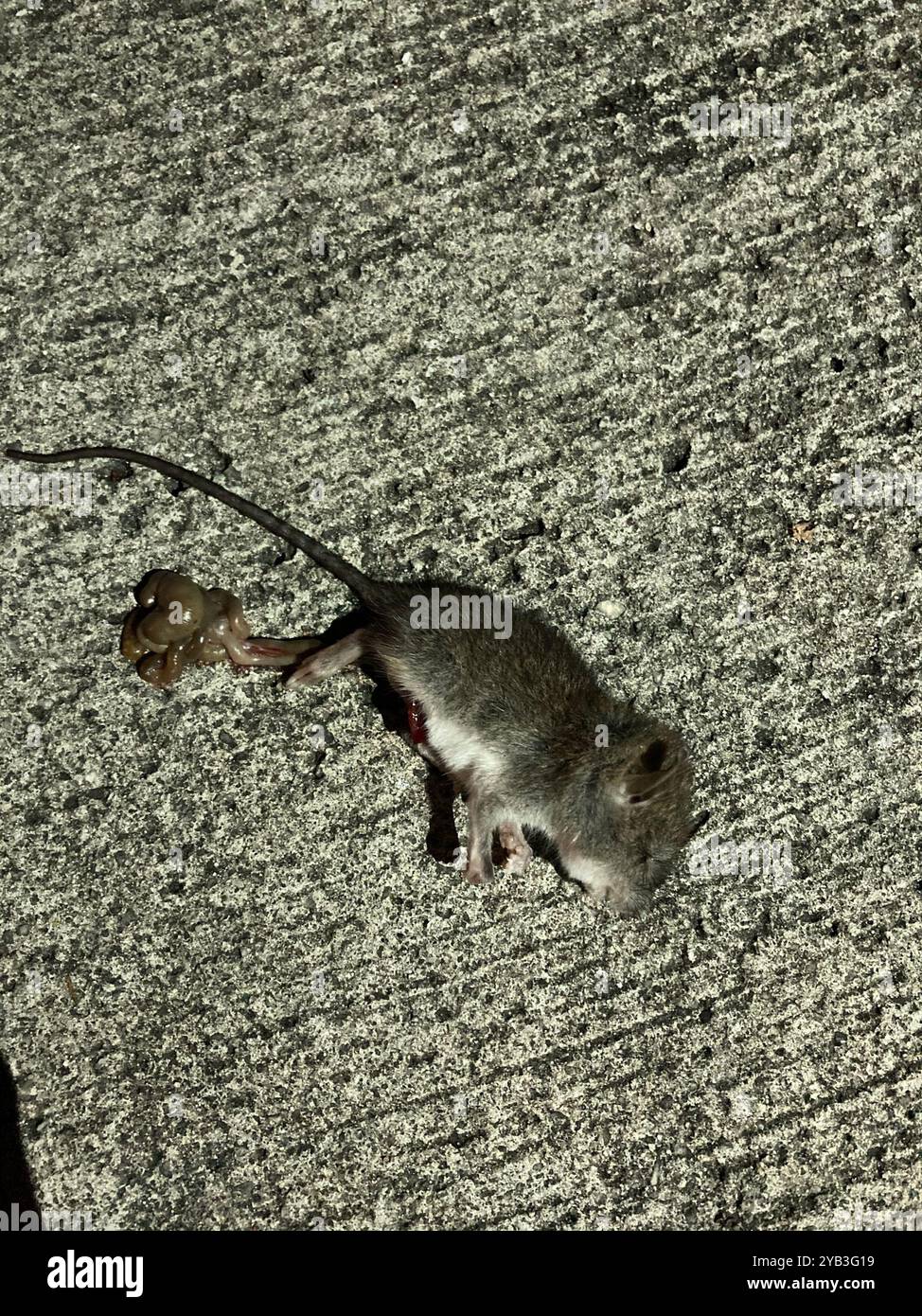 Black Rat (Rattus rattus) Mammalia Stock Photo - Alamy