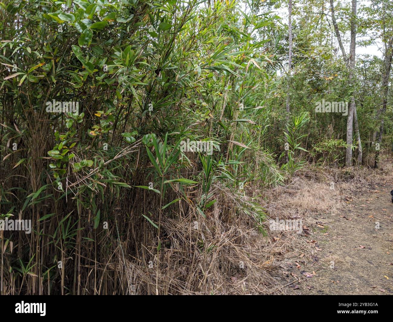 river cane (Arundinaria gigantea) Plantae Stock Photo - Alamy