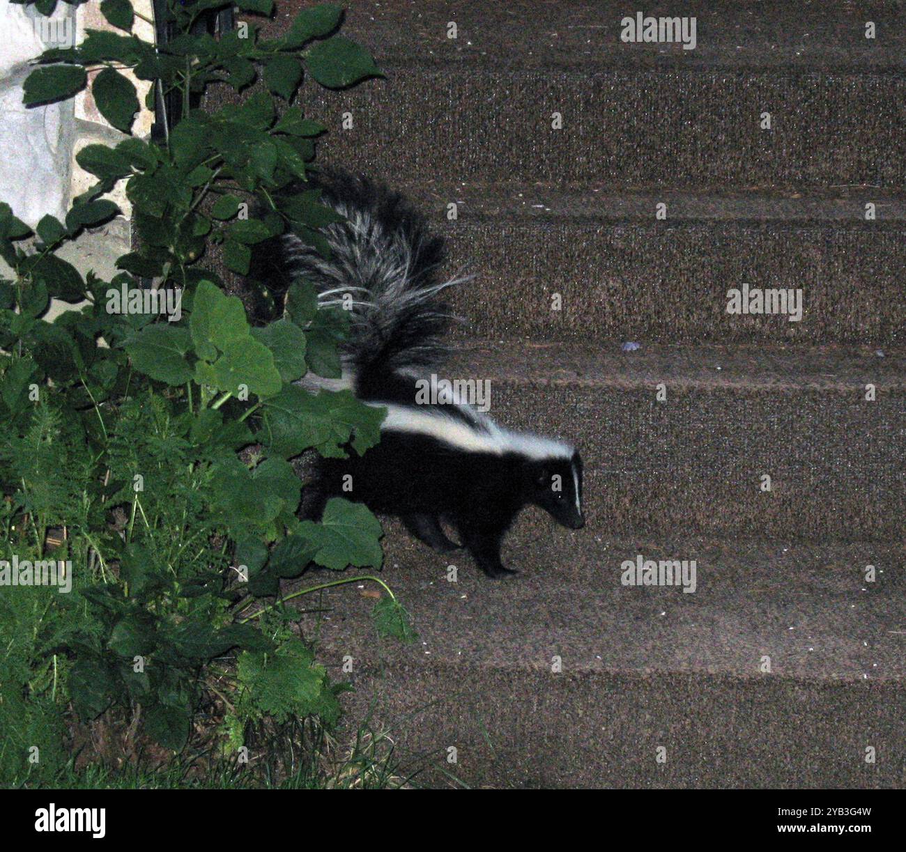 Striped Skunk (Mephitis mephitis) Mammalia Stock Photo - Alamy