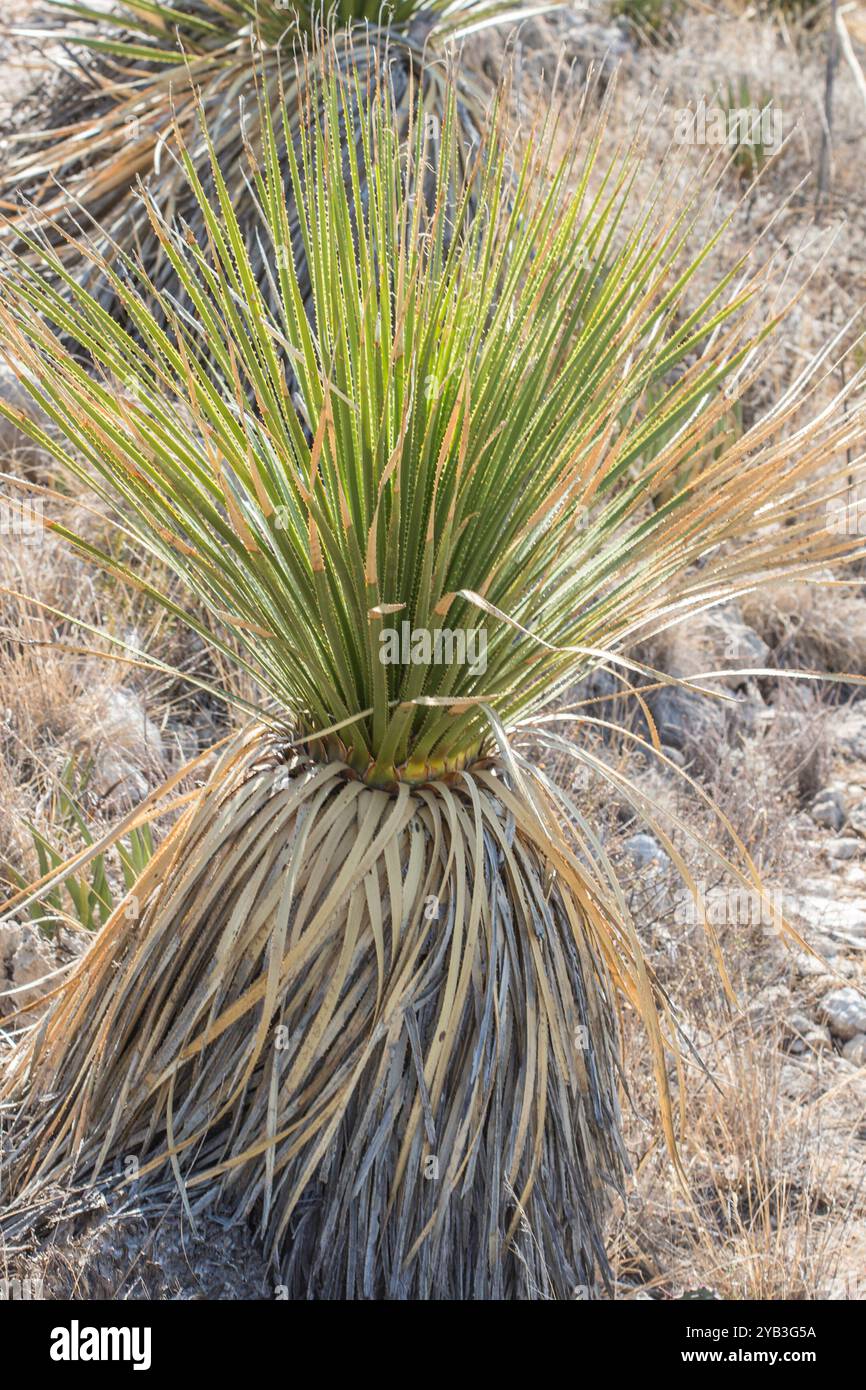 Smooth Sotol (Dasylirion leiophyllum) Plantae Stock Photo - Alamy