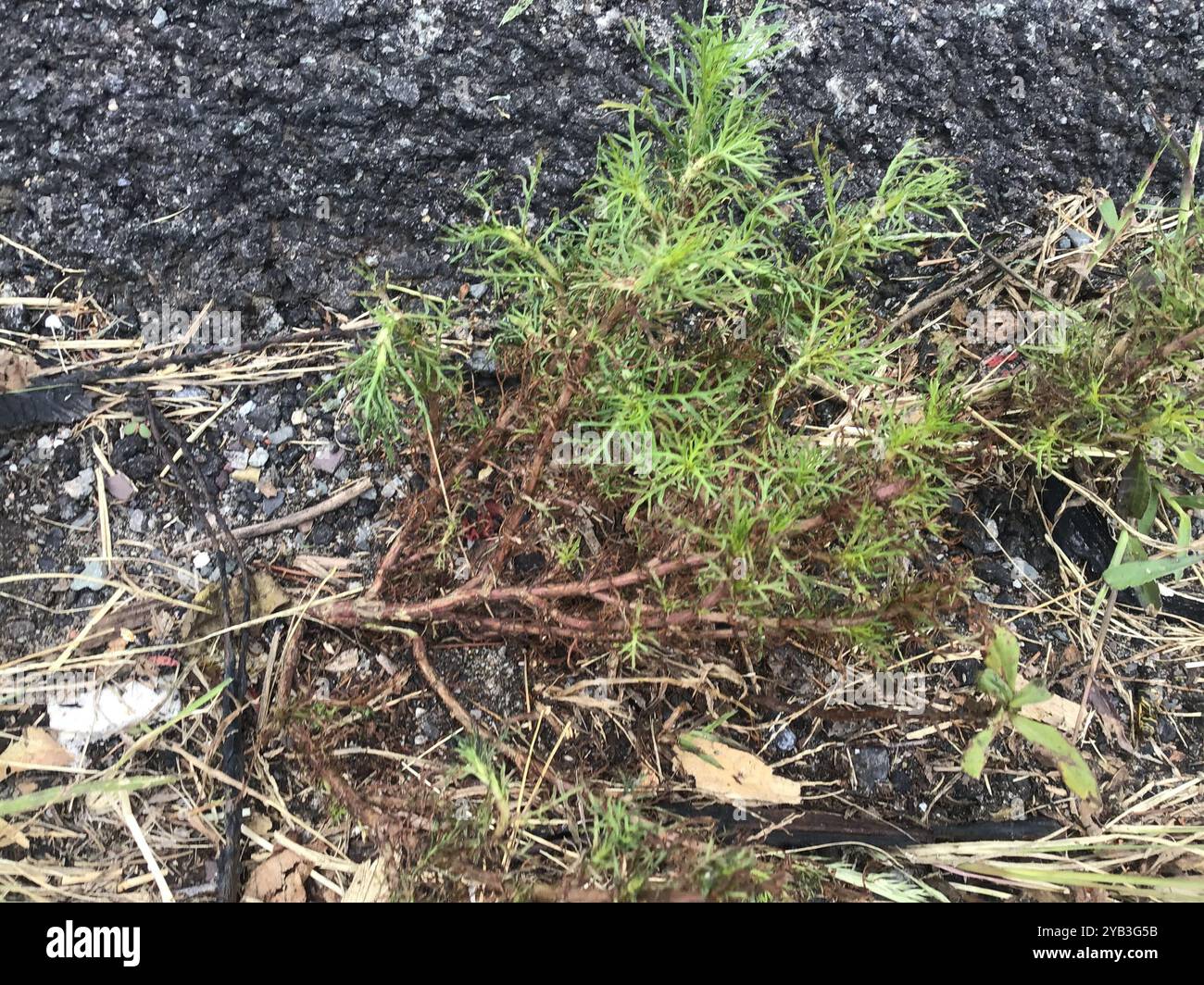 Fetid marigold (Dyssodia papposa) Plantae Stock Photo - Alamy
