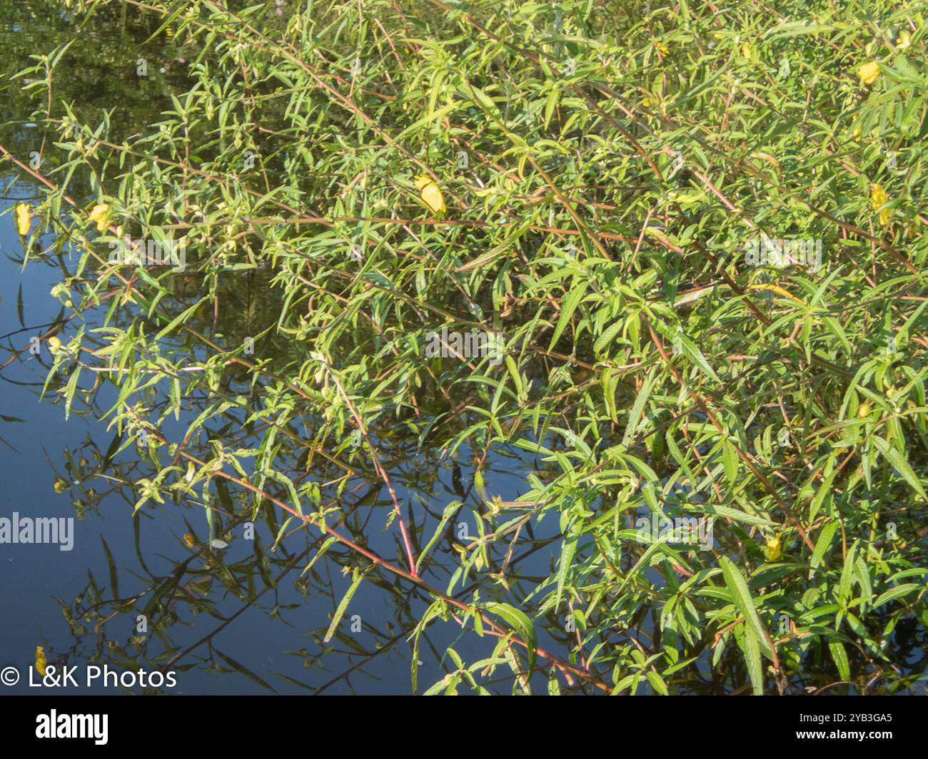 Mexican Primrose-willow (Ludwigia octovalvis) Plantae Stock Photo - Alamy