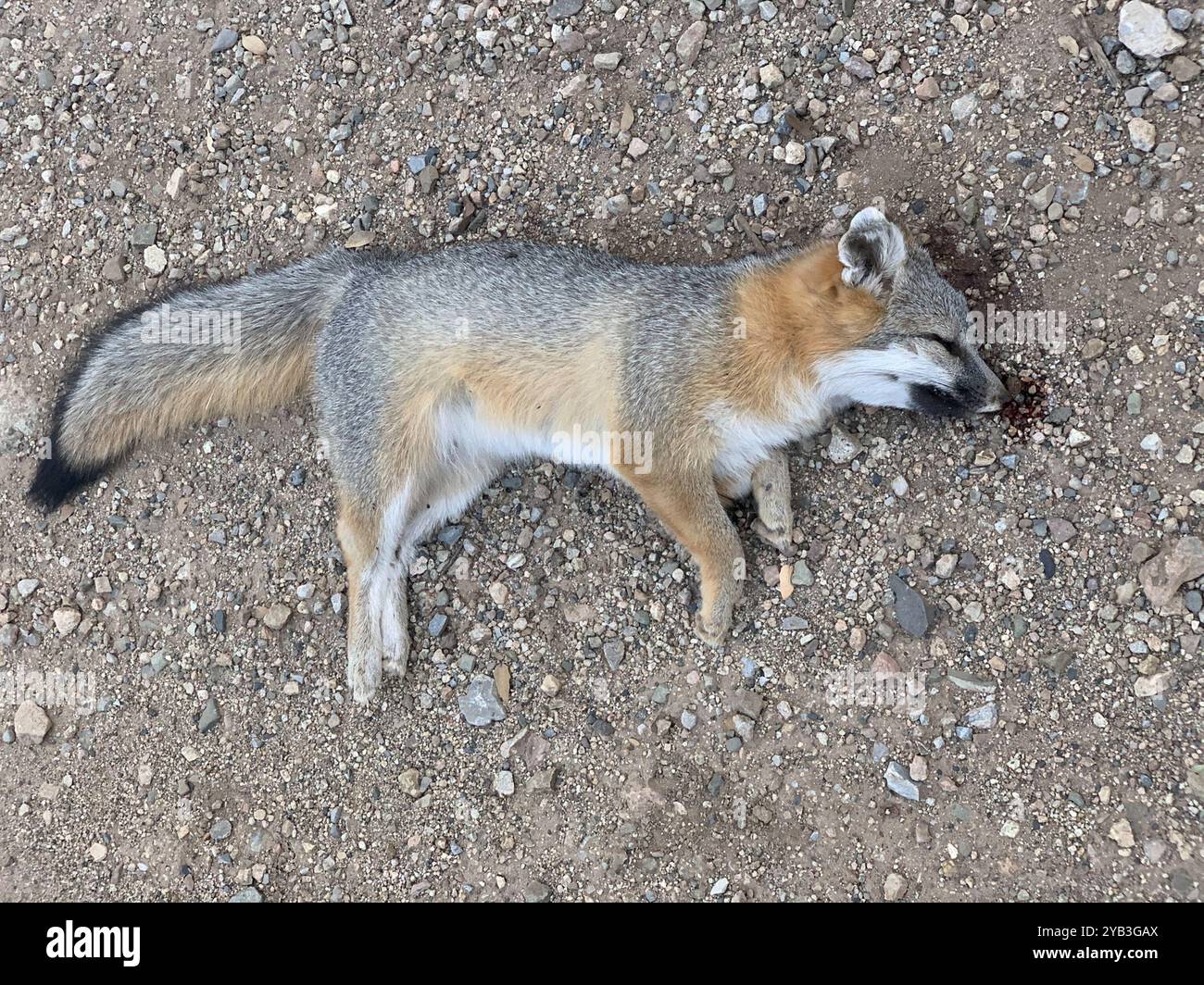 Gray Fox (Urocyon cinereoargenteus) Mammalia Stock Photo - Alamy