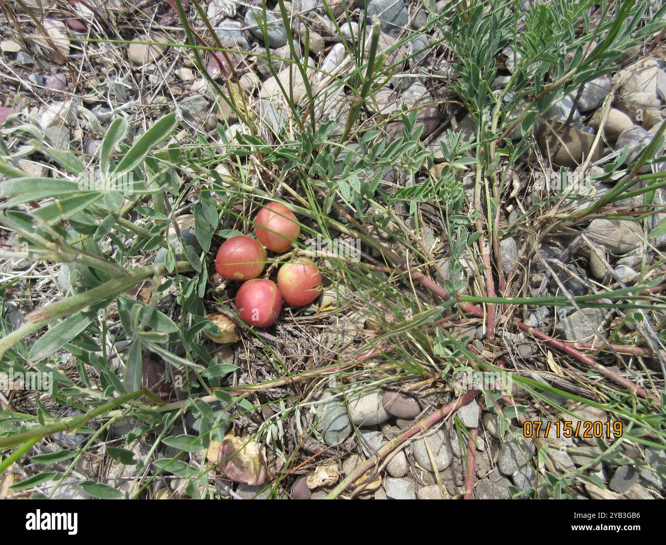 Ground-plum (Astragalus crassicarpus) Plantae Stock Photo - Alamy