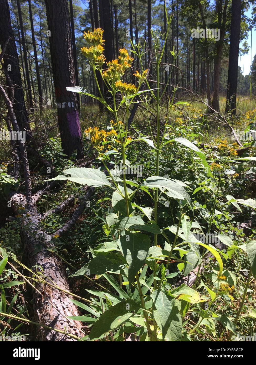 Yellow Crownbeard (Verbesina occidentalis) Plantae Stock Photo - Alamy