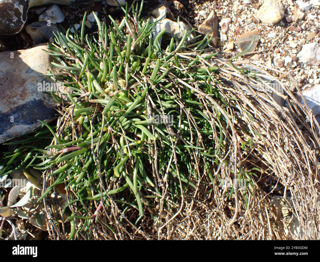 vascular plants (Tracheophyta) Plantae Stock Photo - Alamy
