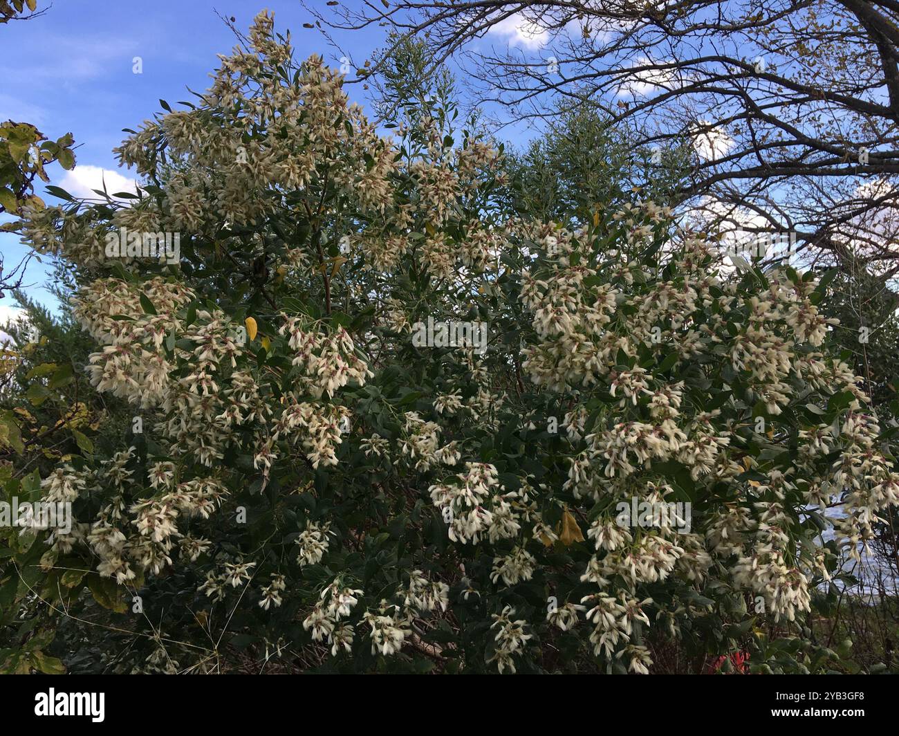 groundsel tree (Baccharis halimifolia) Plantae Stock Photo - Alamy
