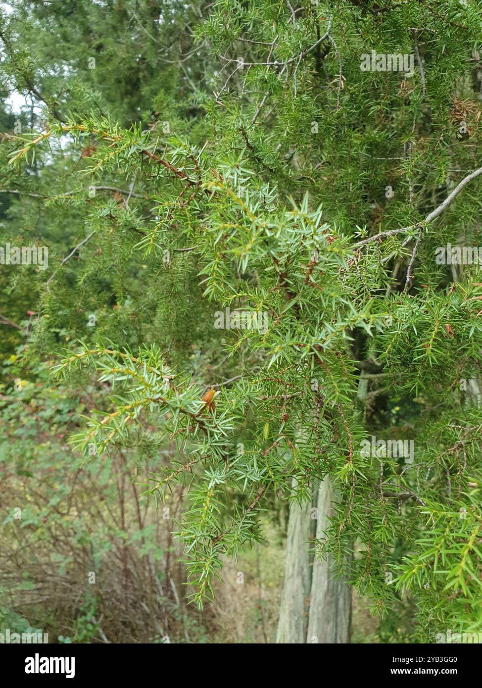 common juniper (Juniperus communis) Plantae Stock Photo - Alamy