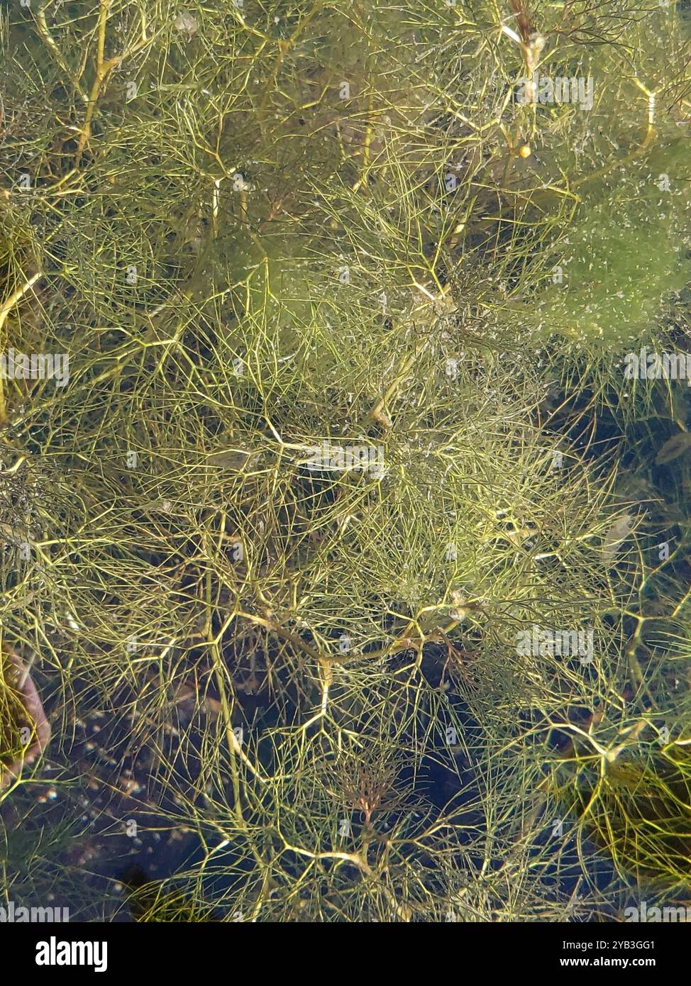 Water-crowfoots (Batrachium) Plantae Stock Photo - Alamy