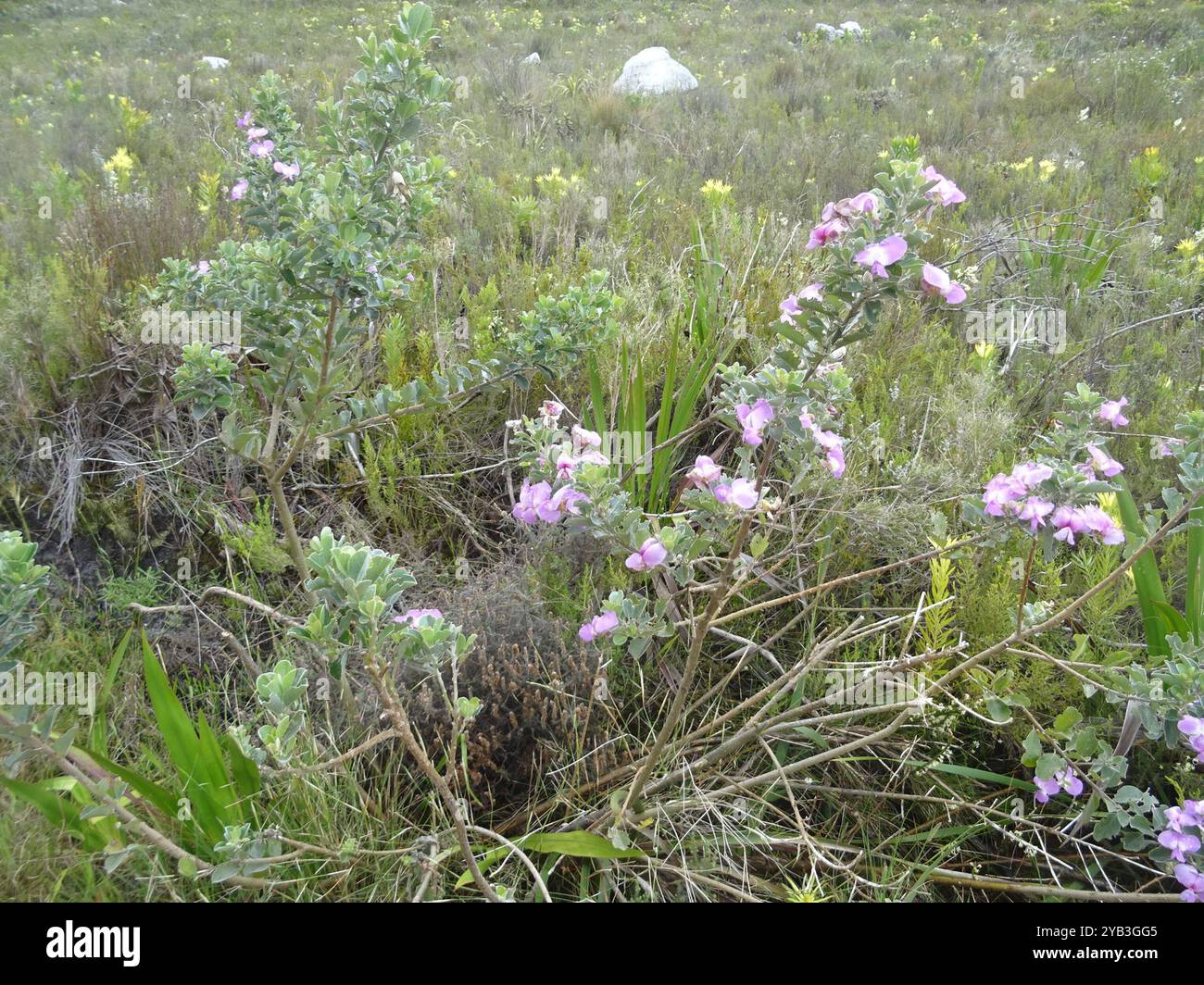 Water blossom pea (Podalyria calyptrata) Plantae Stock Photo - Alamy