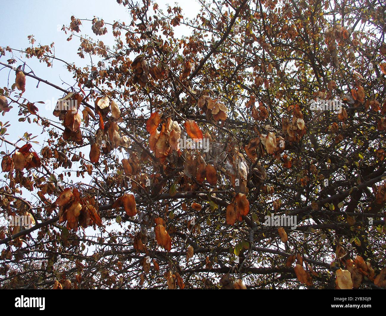 Purplepod clusterleaf (Terminalia prunioides) Plantae Stock Photo - Alamy