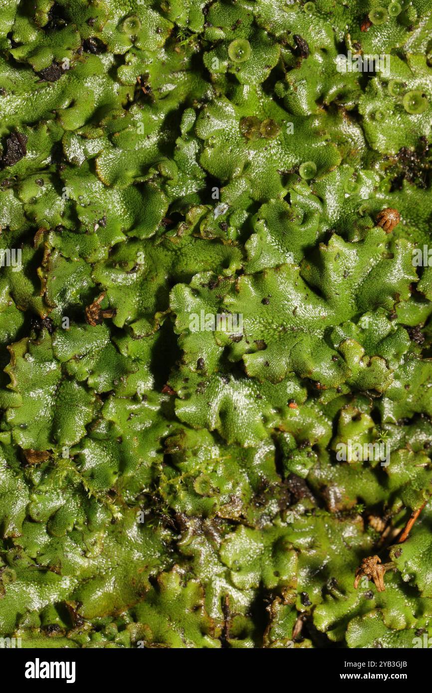 Common Liverwort (Marchantia polymorpha) Plantae Stock Photo - Alamy