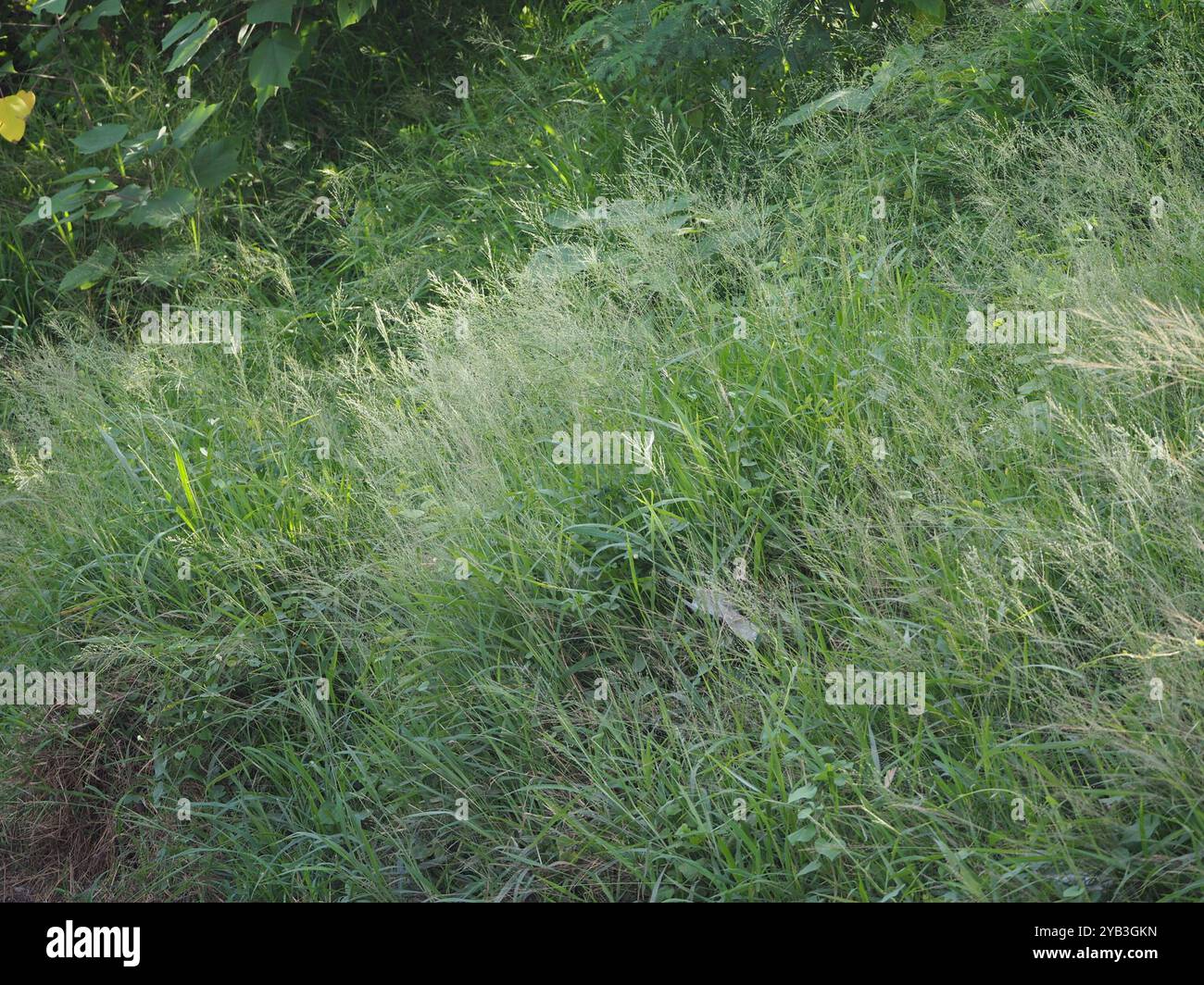 guinea grass (Megathyrsus maximus) Plantae Stock Photo - Alamy