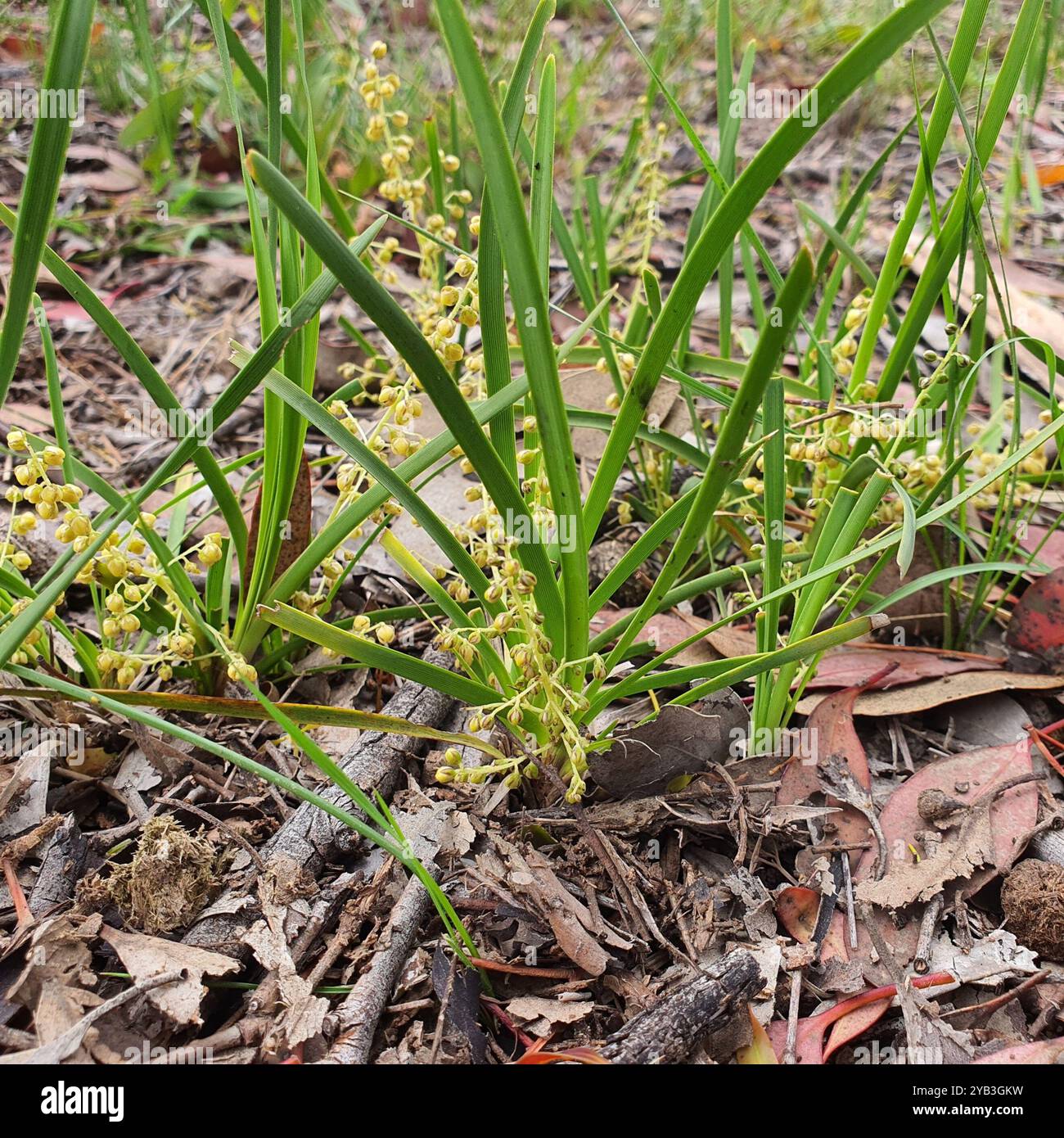 wattle mat-rush (Lomandra filiformis) Plantae Stock Photo - Alamy