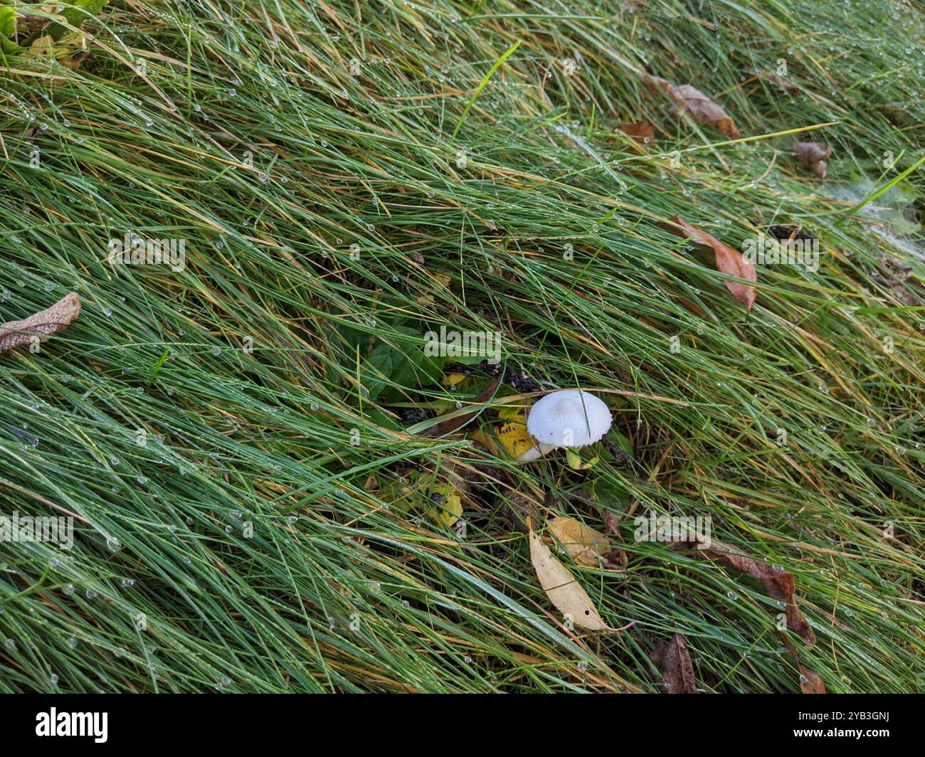 White Dapperling (Leucoagaricus leucothites) Fungi Stock Photo - Alamy