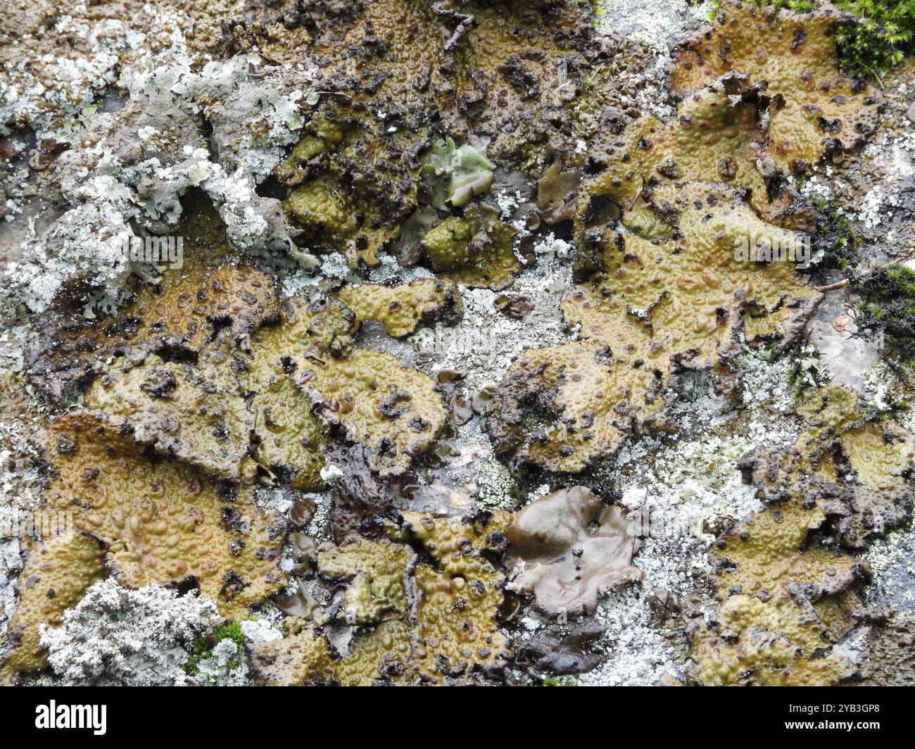 (Lasallia pustulata) Fungi Stock Photo - Alamy