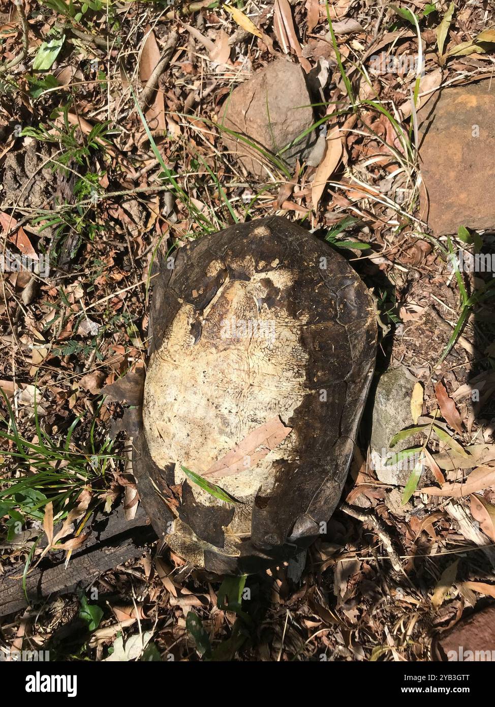 South-American Snake-headed Turtle (Hydromedusa tectifera) Reptilia ...