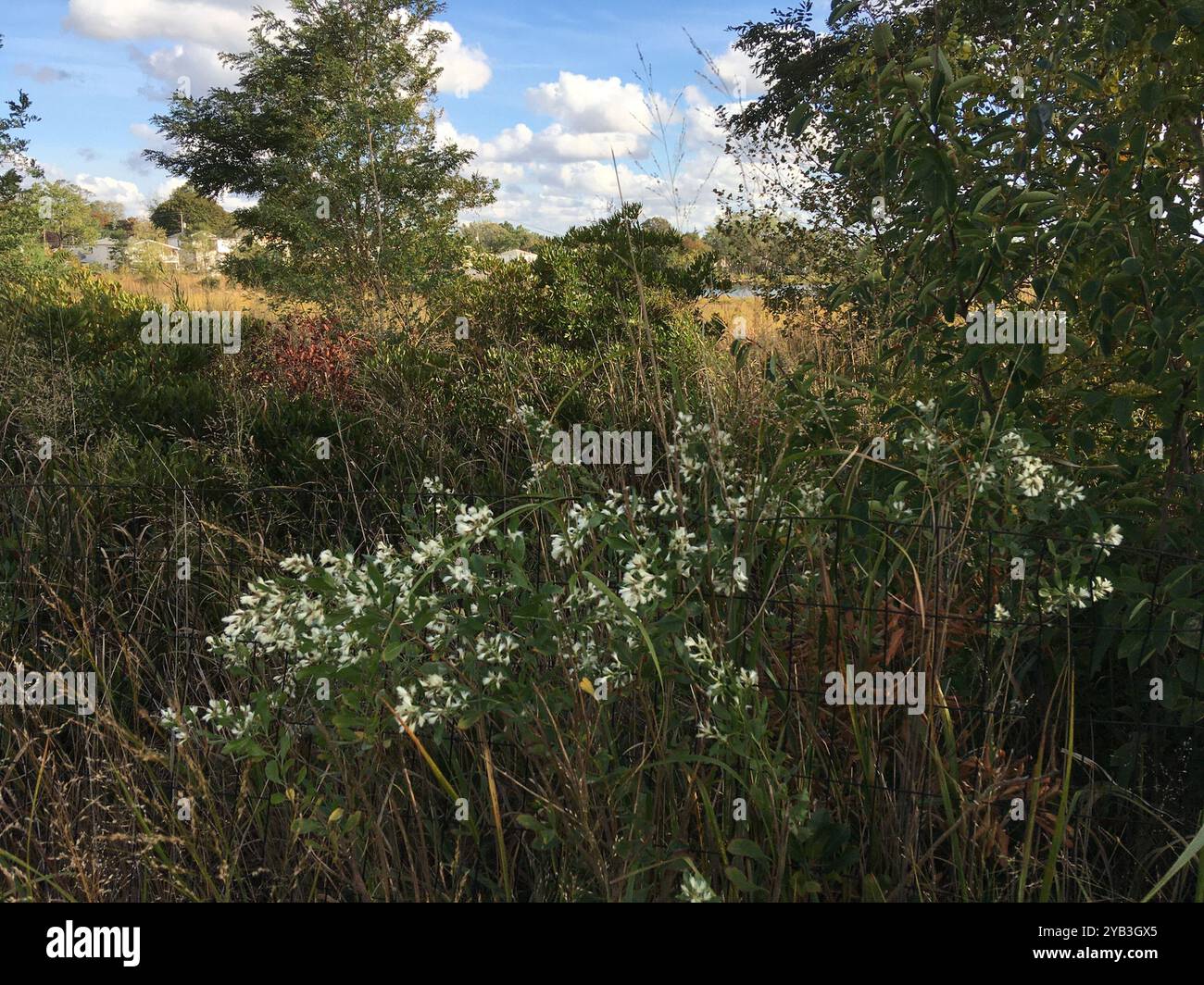 groundsel tree (Baccharis halimifolia) Plantae Stock Photo - Alamy