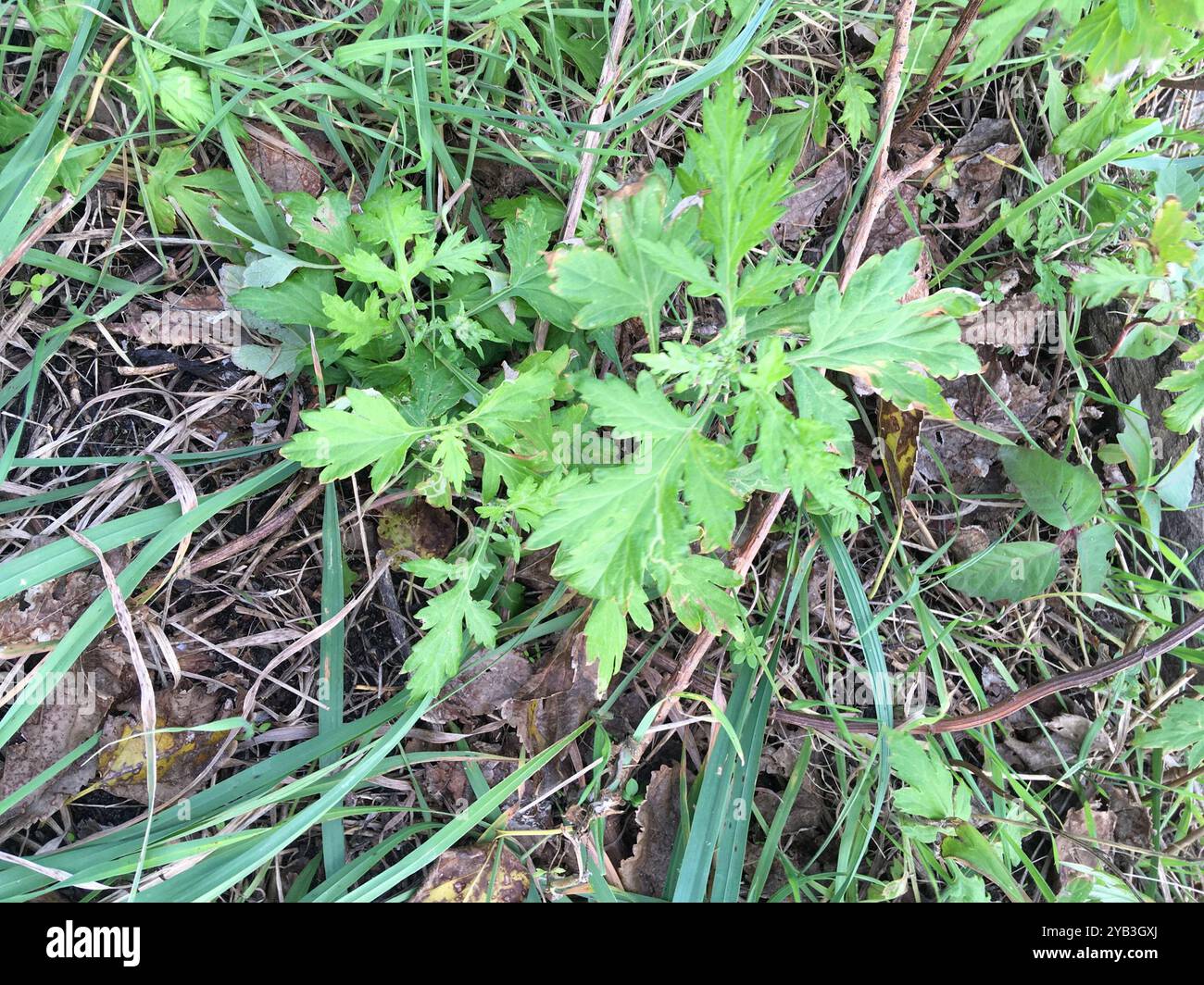 common mugwort (Artemisia vulgaris) Plantae Stock Photo - Alamy